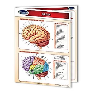 Permacharts Brain - Human Brain Chart- 8.5" x 11" Laminated Medical Quick Reference Guide