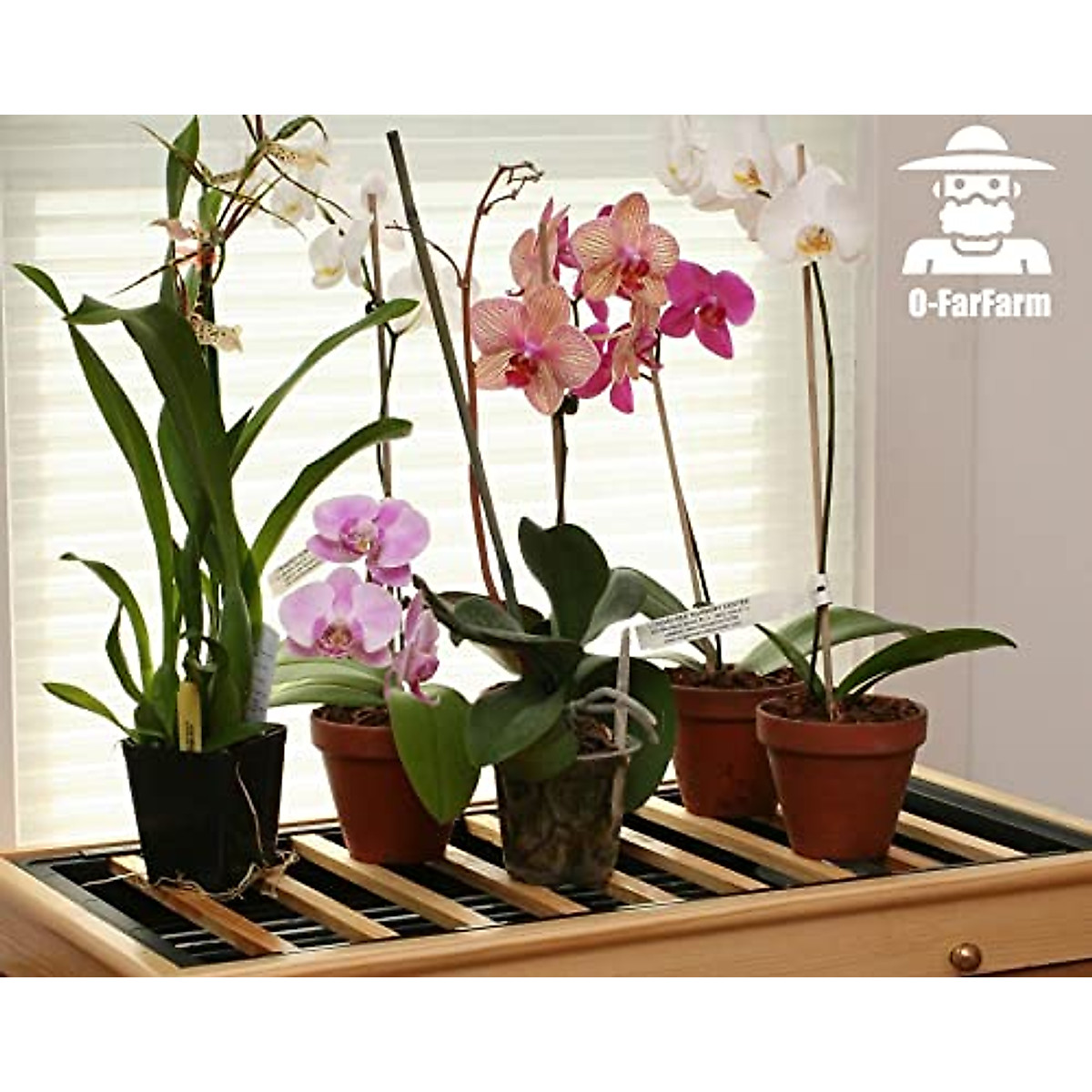 O-FarFarm Orchid Potting Mix 1 qt, Mixture of Orchid Bark, Perlite, Clay Pebble, and Sphagnum Moss, Premium Grade Recipe for Proper Root Development, Fits for Phalaenopsis, Cattleyas, Dendrobiums etc