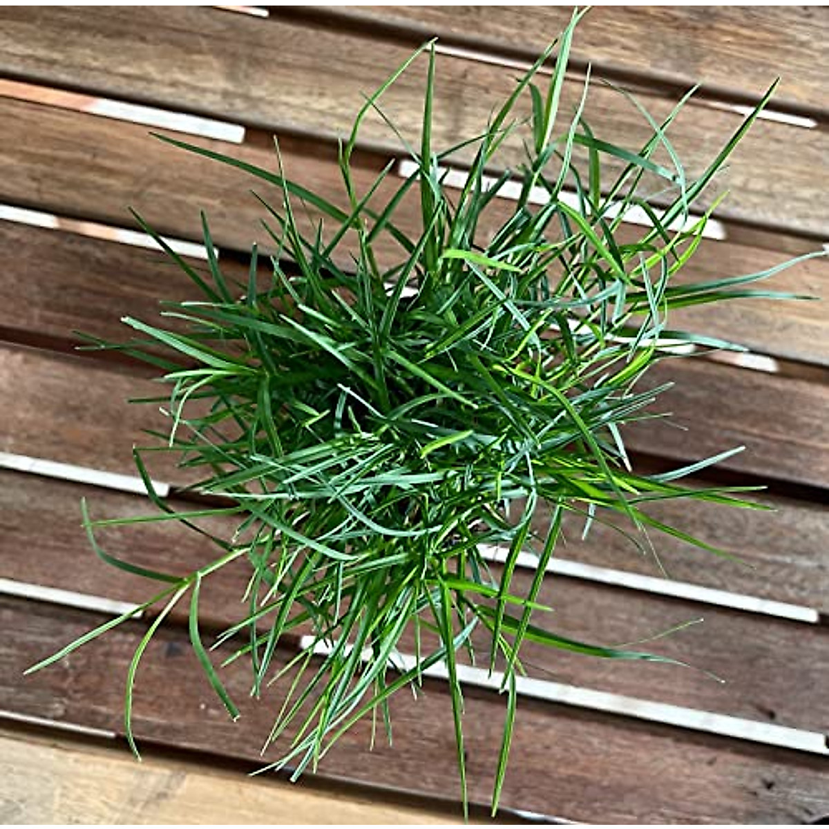 Bermuda Grass Plug Tray | EZ Plug 50 Grass Plugs Per Tray