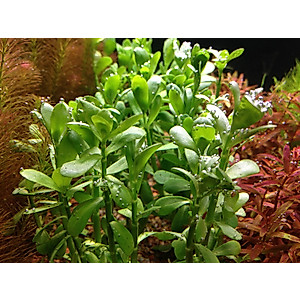Potted Live Aquarium Plants | Freshwater Aquatic Plants for Aquariums (Moneywort)