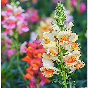 Tetra Snapdragon Seeds - Mixed Colors
