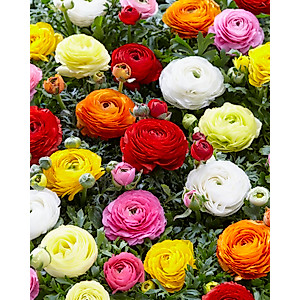 Mixed Peony Ranunculus -12 Largest Size Corms Bulbs