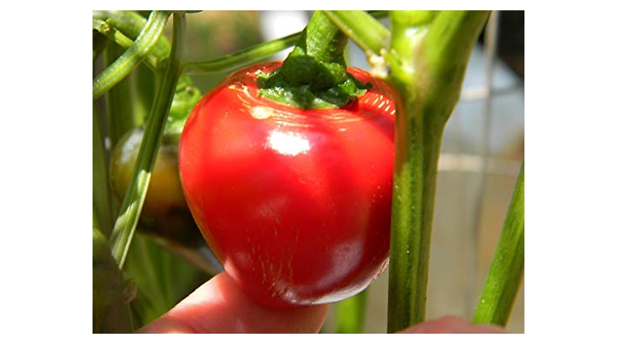 Sweet Red Cherry Pepper Seeds for Planting, 25+ Heirloom Seeds Per ...