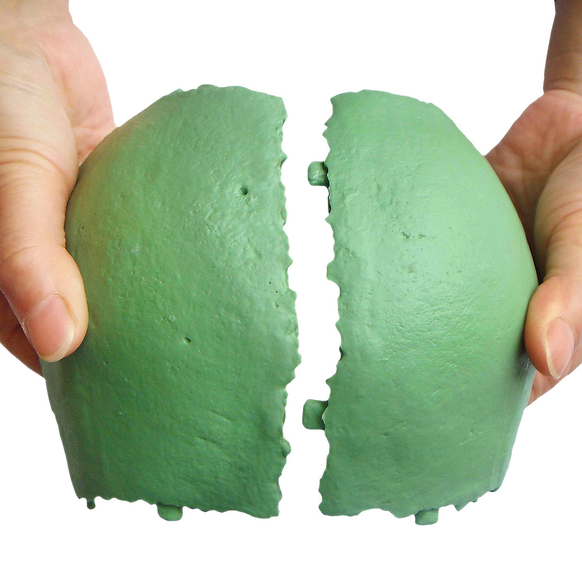 Human Medical Anatomical Adult Osteopathic Skull Model, 22-Part Didactic Colored