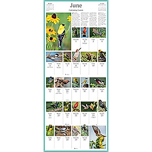 Audubon Songbirds and Other Backyard Birds Picture-A-Day Wall Calendar 2022: Your Daily Sighting of Songsters that Bring Color, Joy, and Sweet Melodies.