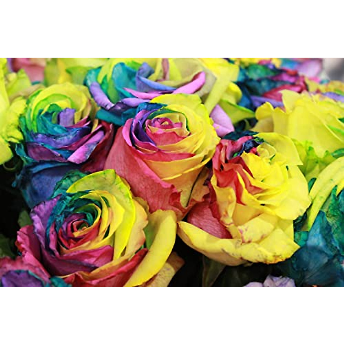 100-Colorful Rainbow Rose Seeds-Beautiful Flower-Perennial