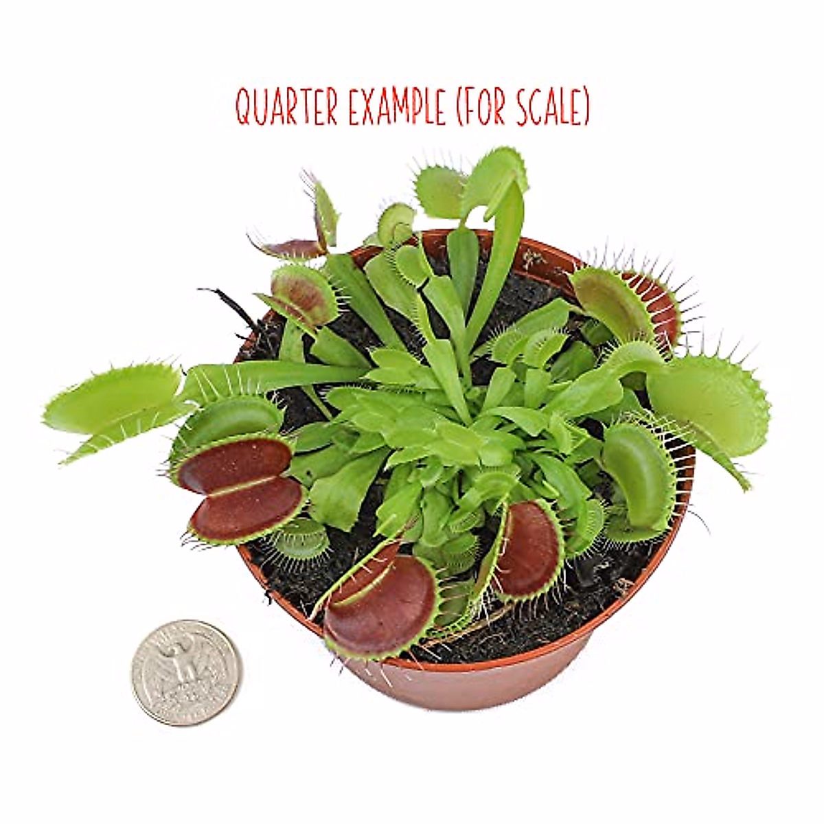 Live Venus Fly Trap Live Plant, Dionaea Muscipula, Venus Fly Trap Plant Decor, Sundew Carnivorous Plants Live Houseplants, Venus Fly Trap Terrarium Plants, Live Plants Indoor Plants by Plants for Pets