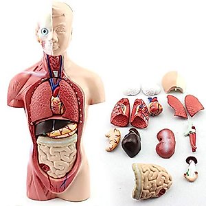 11-inch Male Human Torso Body Anatomy Model Including Skeleton Visceral for Medical Students Study