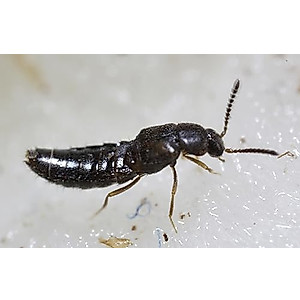 Dalotia (Atheta) coriaria - Rove Beetle - 1,000 Insects per Unit