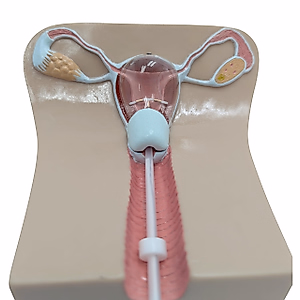 Anatomy Lab IUD Insertion Model I