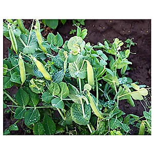 Earthcare Seeds Peas Little Marvel Sweet Dwarf Bush Pea 50 Seeds (Pisum sativum) No GMO – Open Pollinated - Heirloom