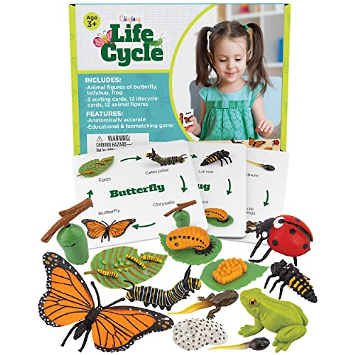 Life Cycle Kit Montessori - Realistic Figurine Toys, Kids Animal Matching Game with Frog, Ladybug, & More - Includes 24-Piece, Science, Learning & Education Toys, Fun Learning Game for Children 3+