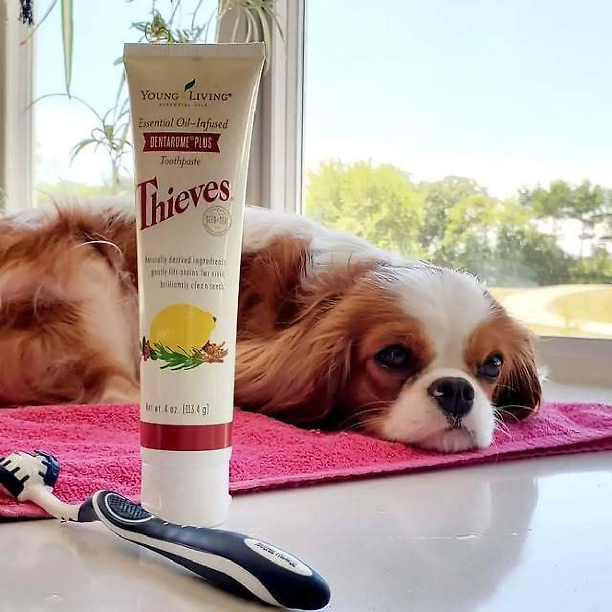 Thieves Dentarome Plus Toothpaste - 4 oz by Young Living Essential Oils