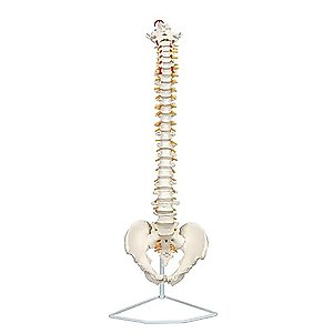 Axis Scientific, 34 Life Size Spine Model with Vertebrae,Nerves,Arteries, Lumbar Column,Male Pelvis - Human Anatomy Model for Education & Study - Includes Stand/Product Manual - Plastic Spine Model