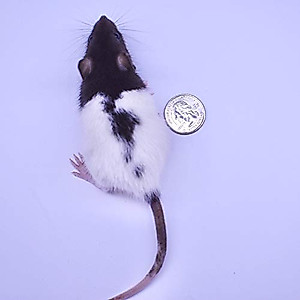 MiceDirect Frozen Rat Combo Pack of 10 Weanling & Small Feeder Rats – 5 Rat Weanlings & 5 Rat Smalls - Food for Corn Snakes, Ball Pythons, Lizards and Other Pet Reptiles-Freshest Snake Feed Supplies