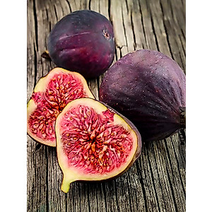 02 Celeste Sugar Fig Tree Live Plant from 18 to 20 Inc Tall Planting Ornaments Perennial Garden Simple to Grow Pots