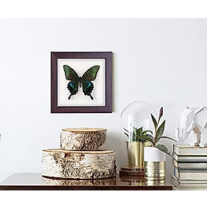 ITrixgan Real Butterfly Specimen In Frame Display Lively Satin Green Insect Framed Butterfly Taxidermy For Science Education