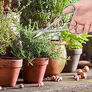 A sixx Stainless Steel Scissors,Bonsai Scissors Bonsai Shear Long Handle Scissors 185mm Japanese Bonsai Garden Tool Starter Kit Tian Bonsai Tools