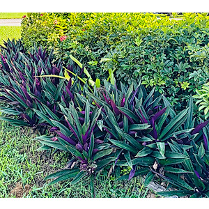 TWO Outdoor Live Plants- Oyster Plant Purple & Green - Grows to Medium Height Outdoor Plant- Young Small Plant