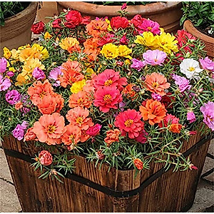 Rare Varieties Portulaca Grandiflora Seeds Moss-Rose Purslane Seeds Mixed Color 2000Pcs
