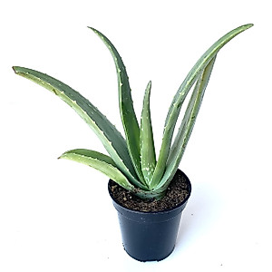 Live Aloe Vera Succulent Aloe Barbadensis Aloe 8"-12" Tall in 3.5" Pot