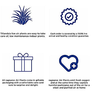 ragnaroc Live Air Plant - Tillandsia Xerographica, Jumbo 6-9” – 1 ct - Ideal for Gifts & Presents, Live Indoor Plants & Live House-Plants – Live Plants for Home décor