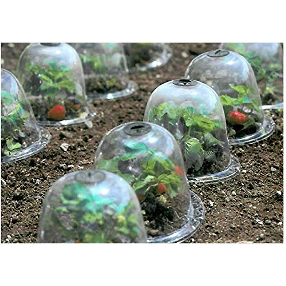 KiaoTime Pack of 10 Reuseable 10" Plastic Greenhouse Garden Bell Cover Germination Cover Frost Guard Freeze Protection Dome with Bonus 30 Metal Stakes+10 Tags