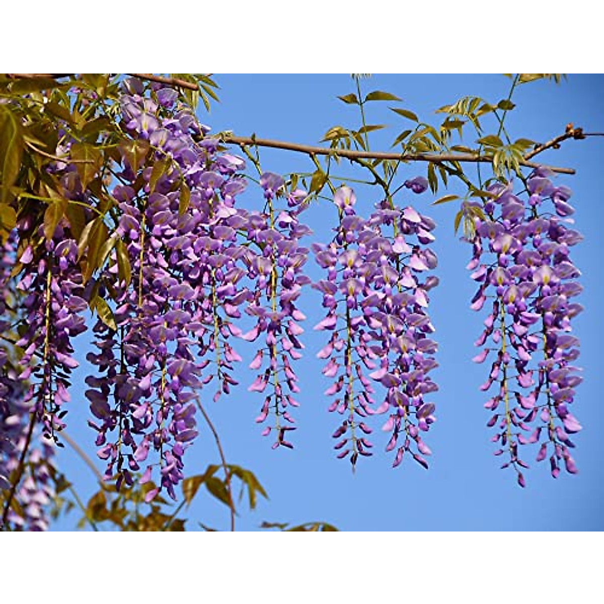 Bonsai Tree Seeds 5 Types, Wisteria Seeds, Black Pine Seeds, Sakura Seeds, Red Maple Seeds, Judas Tree Seeds, Highly Prized for Bonsai (100pcs)