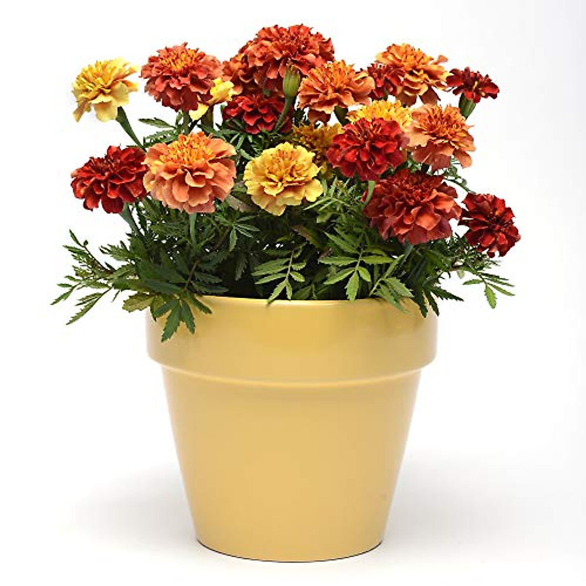 Outsidepride Tagetes Patula French Marigold Strawberry Blonde Garden Flowers for Pots, Containers, Window Boxes - 200 Seeds