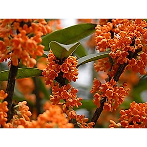 ( 1 ) - Orange Flowering Fragrant Tea Olive - Starter Plant ( SM ) ( 1 Plant )