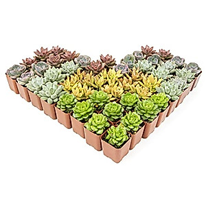 Altman Plants, Live Succulents Plants (50 Pack), Nursery Pots Variety Pack, Bulk Succulents Plants Live Plants Indoor Plants Live House Plants Indoors Live Indoor Plants Live Houseplants Live Indoor