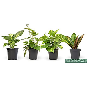 Essential Houseplant Collection (4PK) Live Plants Indoor Plants Live Houseplants in Plant Pots, Easy House Plants Indoors Live, Snake Plant, Pothos in Potting Soil, Clean Air Plants by Plants for Pets