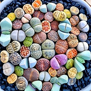 10 Mix Lithops Live Plants Lithops Succulents Plants Live, Living Stones Succulents Plants Live, Large Succulent Plants Bulks