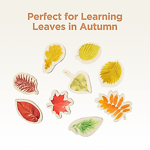 Asweets Leaf Wooden Jigsaw Puzzles Educational Learning Leaf Puzzle Montessori Toy Boys Girls Birthday Gift Colorful Shape for Thanksgiving Day