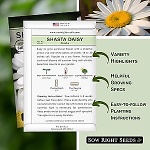 Sow Right Seeds - Shasta Daisy Flower Seeds for Planting - Non-GMO Heirloom Packet with Instructions - Attract Butterflies and Excellent for Cutting - White Blossom with Yellow Centers (1)