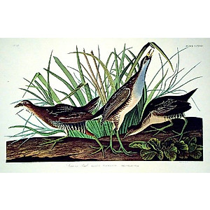 Sora or Rail. From"The Birds of America" (Amsterdam Edition)