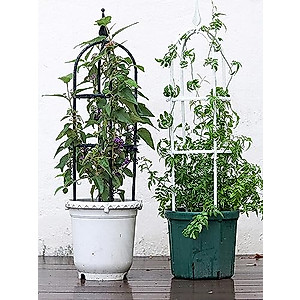 Plant Climbing Frame Natural U-Hoops Plants Stand Adjustable 20 X 60cm Stainless Steel White Black Garden Rose Trellis