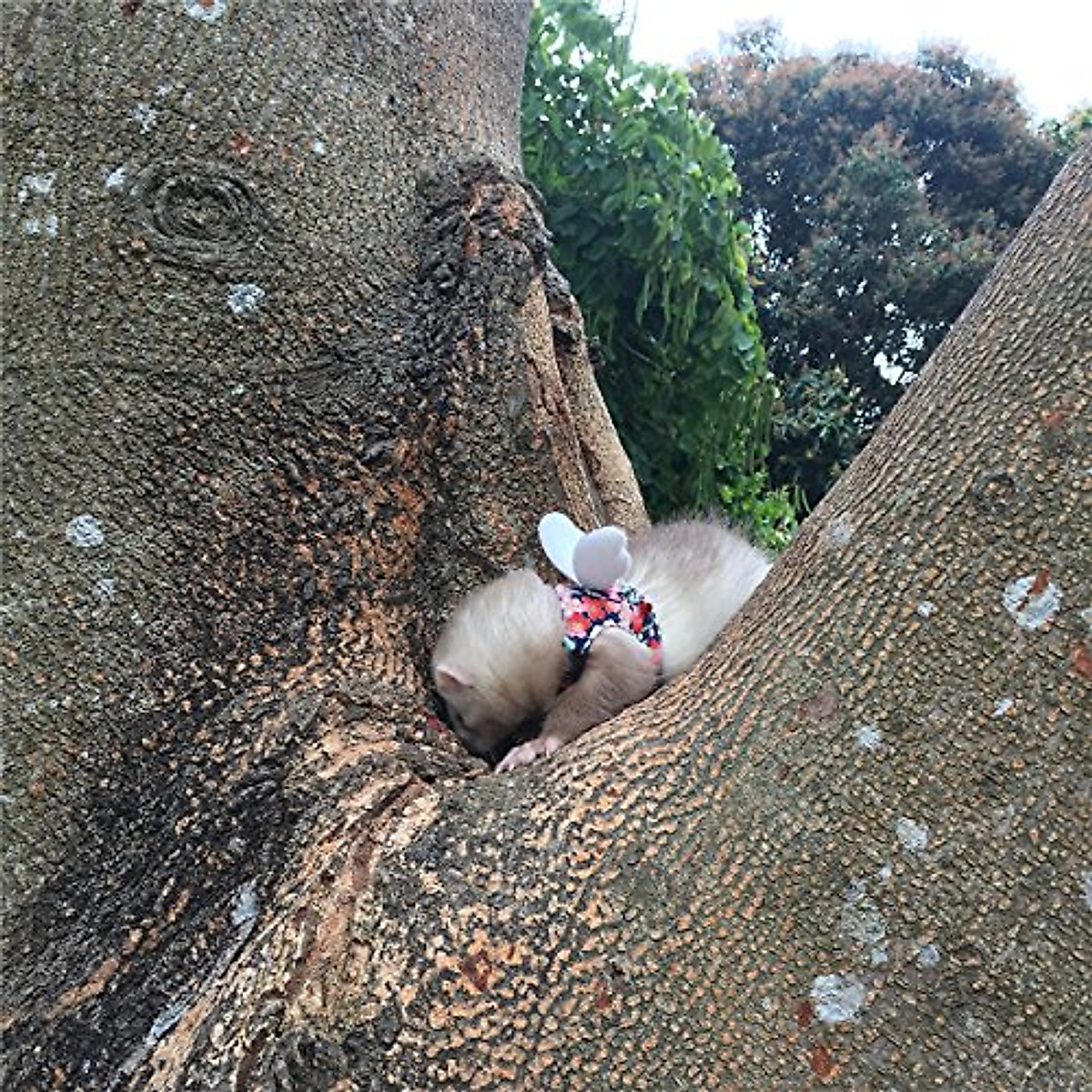 Ferret Harness and Leash Adjustable, Blue Sakura Cotton Cloth Ferret Walking Vest, Soft and Breathable Ferret Lead Leash with Angel Wings and Safe Bell