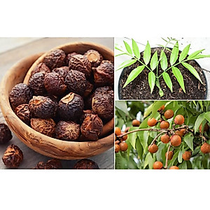AnNafi® Reetha | Organic Soap Nuts | Aritha/Areetha/Kunkudukaialu | Sapindus used for making Reetha Powder, Ritha Shampoo, Oil | Natural Hair Care & Growth | Organic Laundry Detergent (100grams)