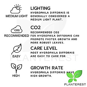 Planterest – Water Wisteria Hygrophila Difformis Bunch Live Aquarium Plant Decorations BUY2GET1FREE