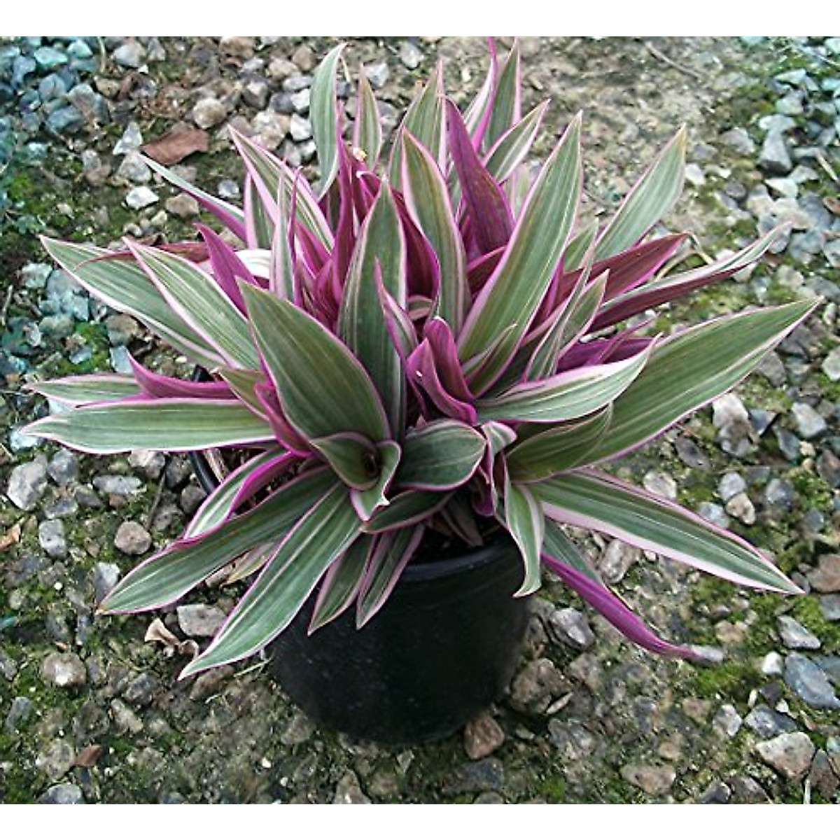 Tricolor Moses in the Cradle Plant - Rhoeo - Great House Plant - 4.5" Pot