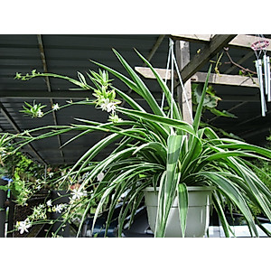 Enchanting Spider Plant - 3 Live Starter Plants in 2 Inch Pots - Chlorophytum Comosum - Nature's Green Symphony for Your Home