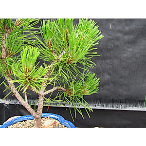 Mugo Pine Bonsai Tree - Small