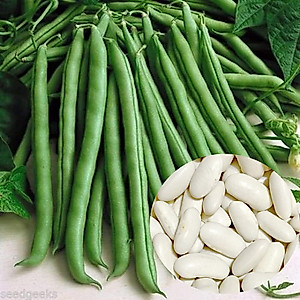 70 Blue Lake Pole Bean Heirloom Seeds Stringless Heirloom - Non-GMO - Always Fresh Seeds!