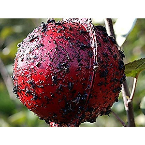 (40 Pack) Apple Maggot Trap Deluxe Kit - with NO Pesticides, Made in USA