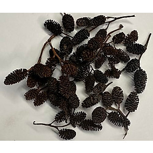 Alder & Casuarina Cones Betta/Shrimp Tank Promotes Natural Habitat, Breeding, Tannin Producing Improves Immunity, Easy to Use, Alder Cone Alternative by Awesome Aquatic (50 Pack Alder)