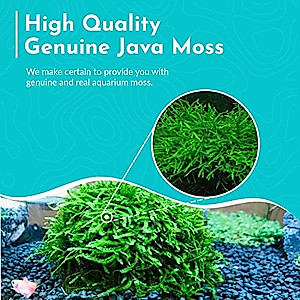 Java Moss Taxiphyllum Barbieri Portion