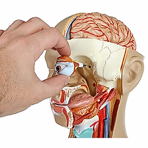 Axis Scientific 18-Part Premium Unisex Human Torso Model | Detailed Life-Size Human Body Model has 18 Removable Human Organs | Includes Detailed Product Manual