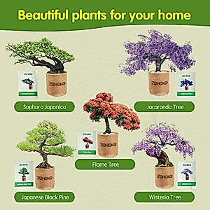 ZOHOKO Bonsai Tree Kit wtih 5 Mini Bonsai Trees, Bonsai Starter Kit, Bonsai Grow kit - Perfect Gardening Gift for Women, Unique Gardening Gifts for Men