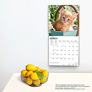 I Love Kittens | 2023 12 x 24 Inch Monthly Square Wall Calendar | Foil Stamped Cover | BrownTrout | Animals Cats Feline